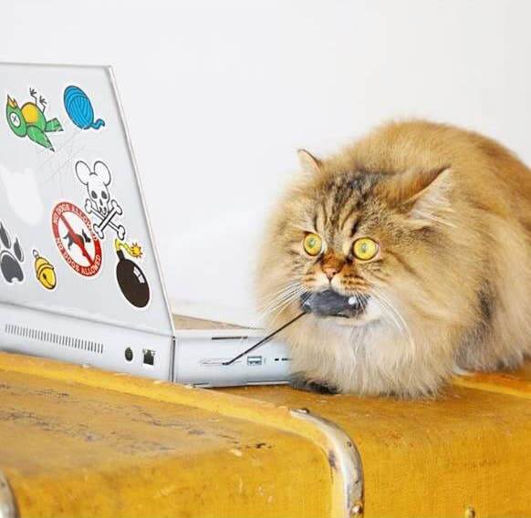 Cat Laptop Scratch Pad – itsThoughtful